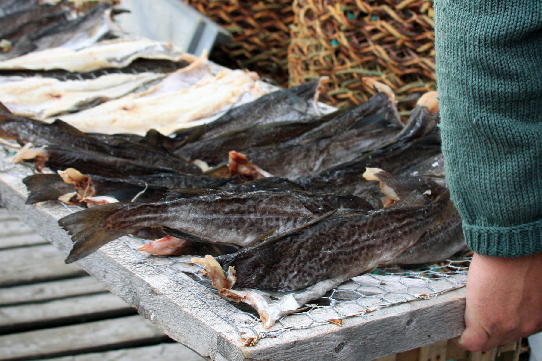 Fish drying in Salvage Newfoundland - TravelArtPix
